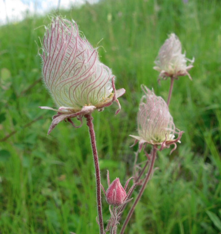25 US Native Prairie Smoke Old Man Whiskers Geum Seeds