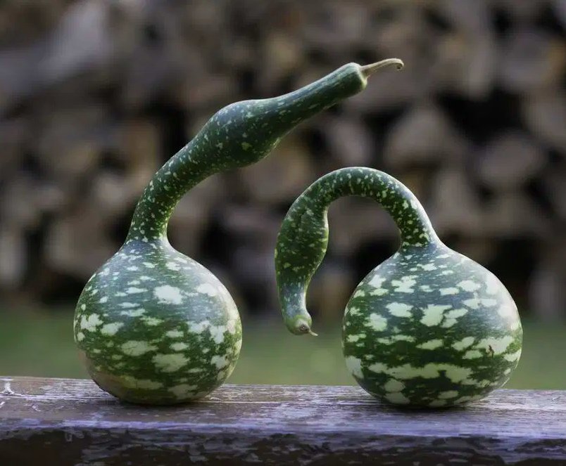 10 Heirloom Swan Craft Gourd Seeds