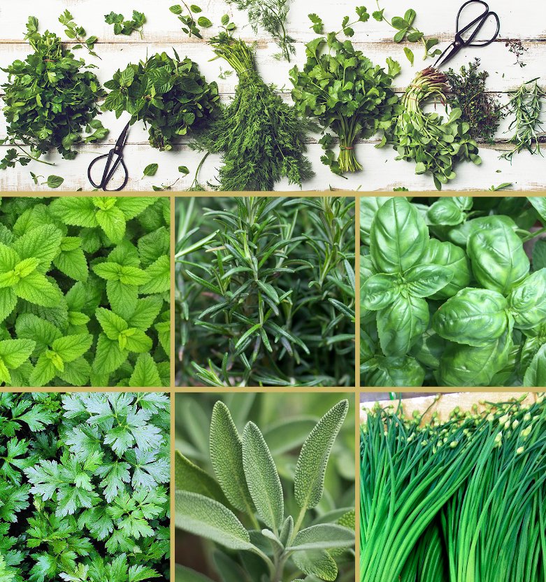 Organic Kitchen Herbs Seed Collection