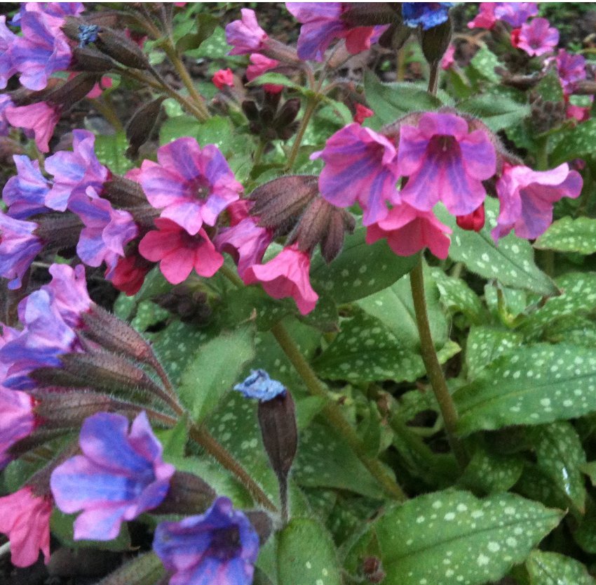 25 Soldiers and Sailors Lungwort Pulmonaria Seeds