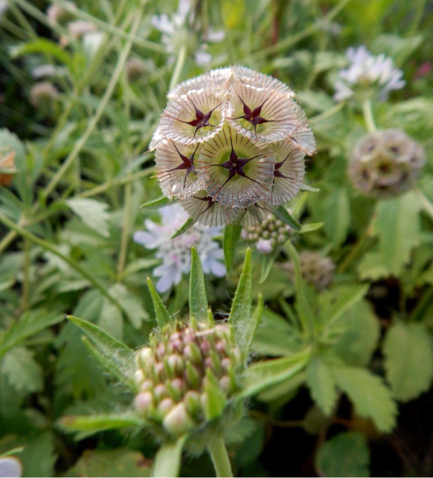40 Papermoon Star Flower Scabiosa Seeds