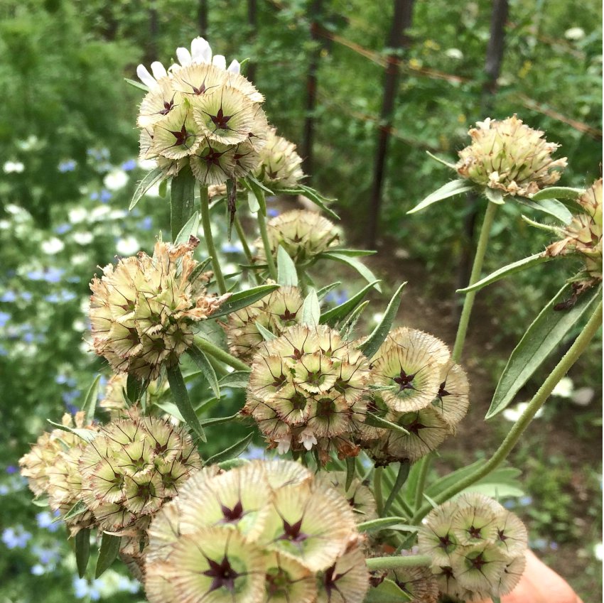 40 Papermoon Star Flower Scabiosa Seeds