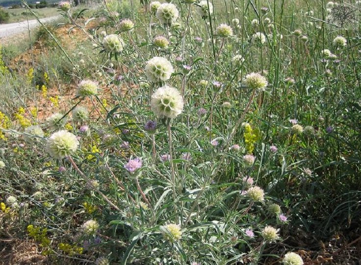 40 Papermoon Star Flower Scabiosa Seeds