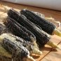 40 Native Indian Heirloom Sweet Corn Black Aztec Seeds