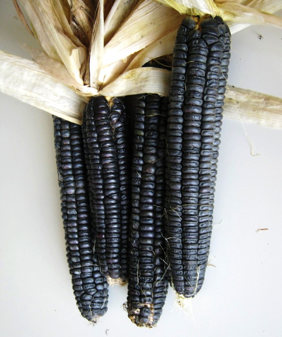 40 Native Indian Heirloom Sweet Corn Black Aztec Seeds