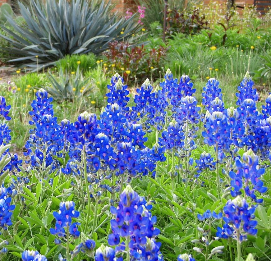 50 US Native Wild Blue Texas Bluebonnet Seeds