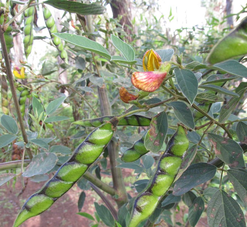 40 Organic True Pigeon Pea Tree Bean Cajanus Cajan Seeds