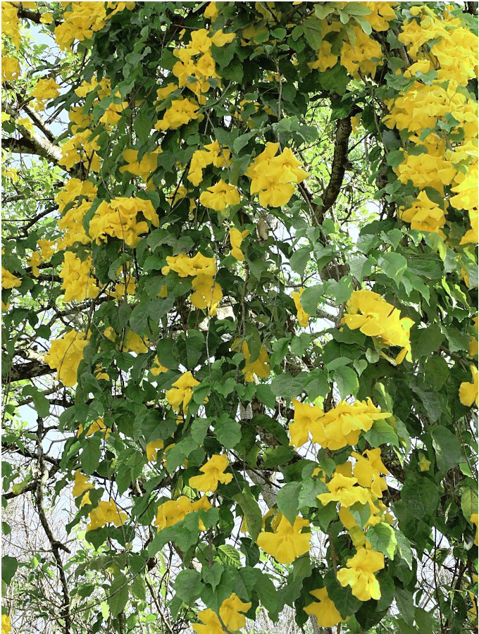 10 Yellow Cats Claw Vine Macfadyena Dolichandra Seeds