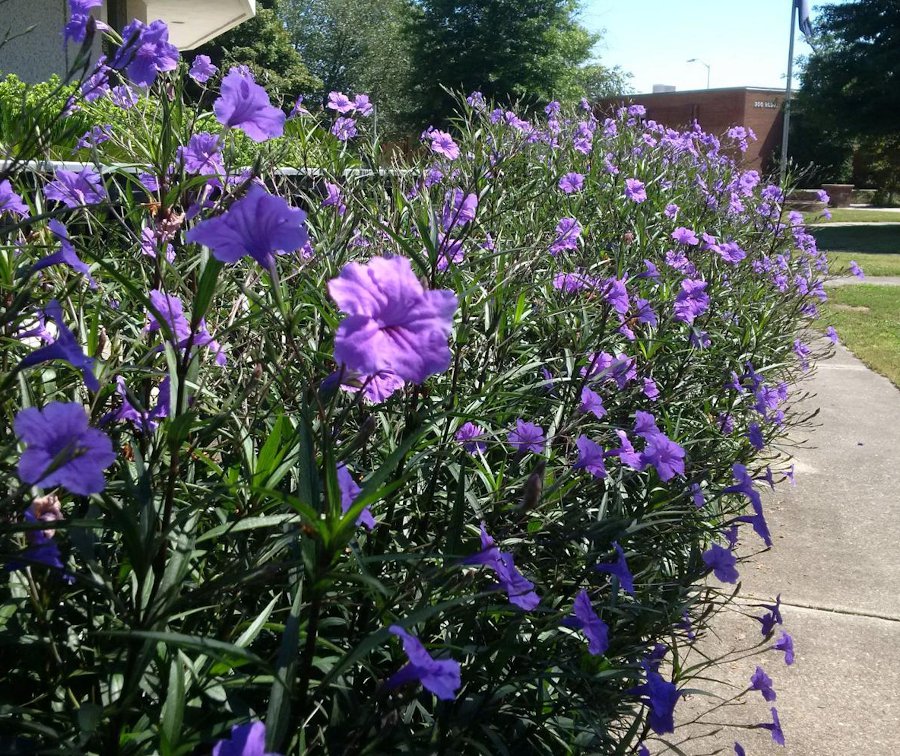 Live Plant Tall Purple Mexican Petunia Ruellia