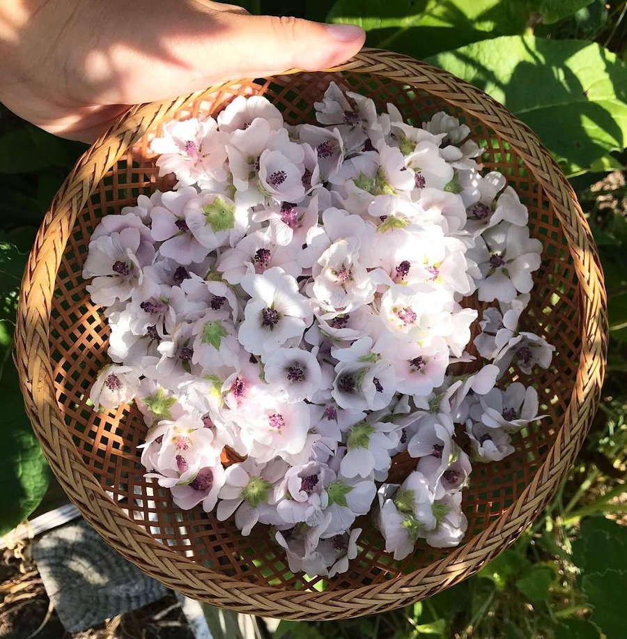 100 Organic Marshmallow Medicinal Herb Althaea Seeds