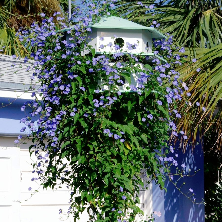 10 Sky Blue Cluster Vine Native Jacquemontia Seeds