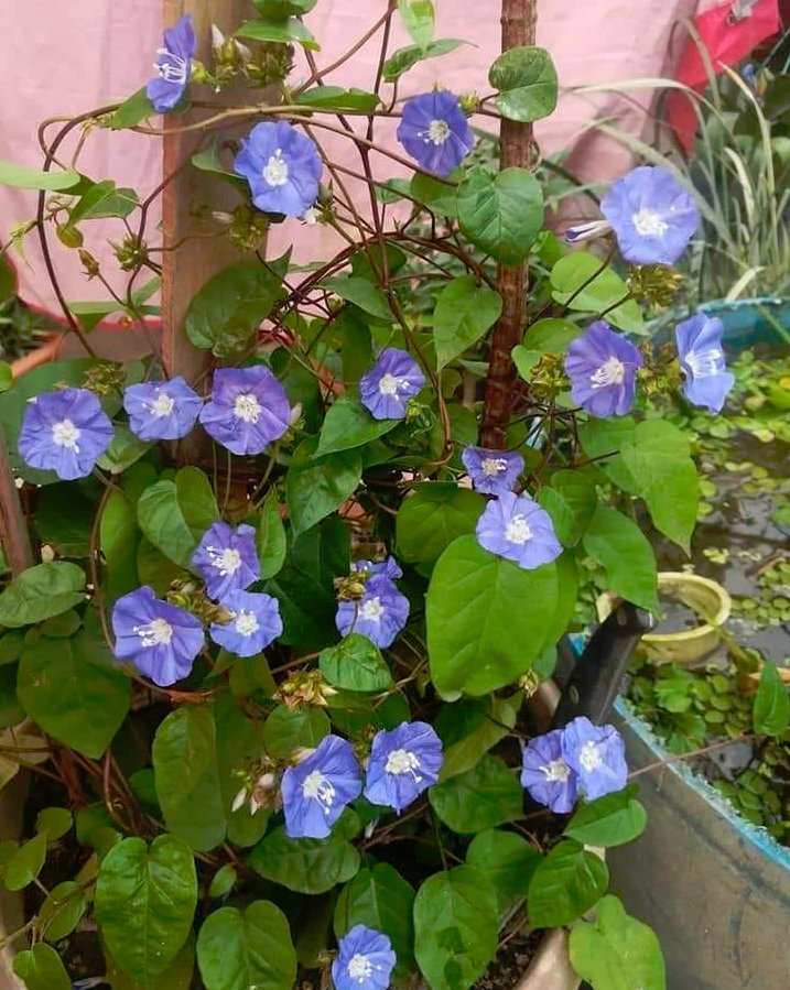 10 Sky Blue Cluster Vine Native Jacquemontia Seeds