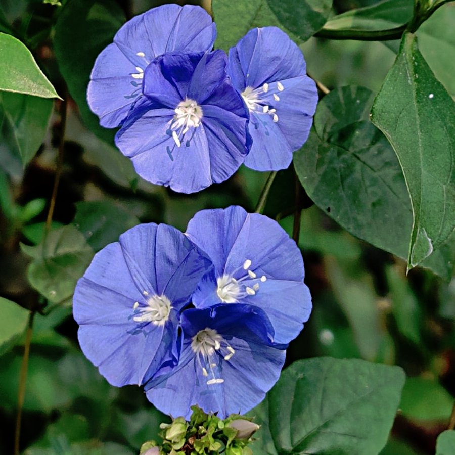 10 Native Wildflower Sky Blue Cluster Vine Native Jacquemontia Seeds