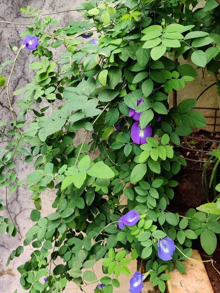 20 Purple Butterfly Pea Vine Seeds