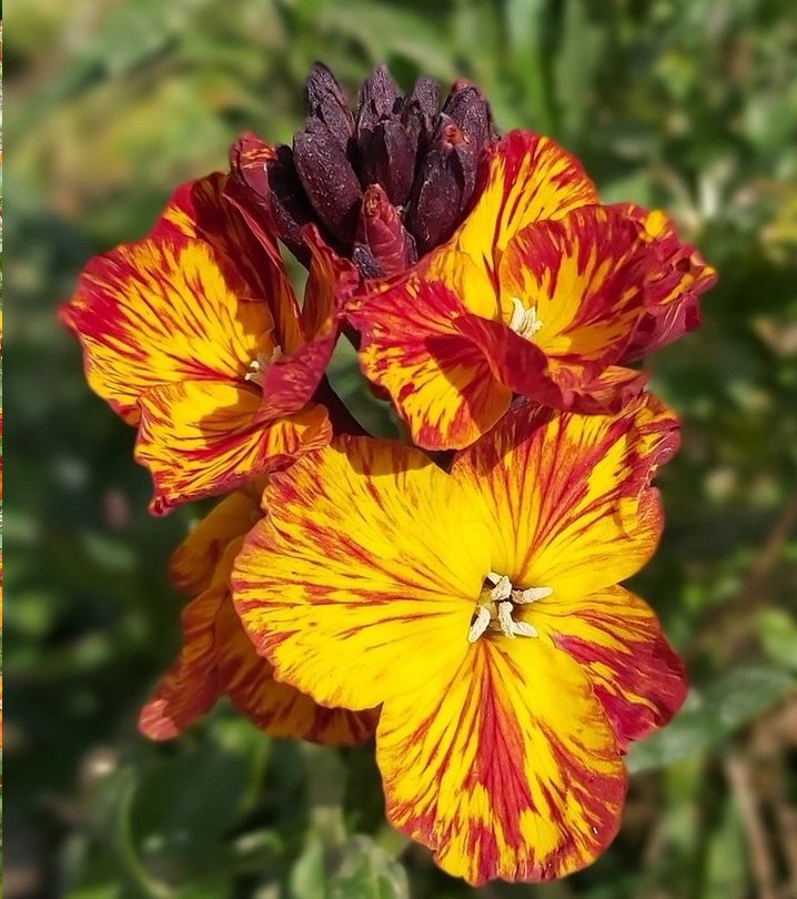 200 English Wallflower Erysimum Cheiranthus Seeds