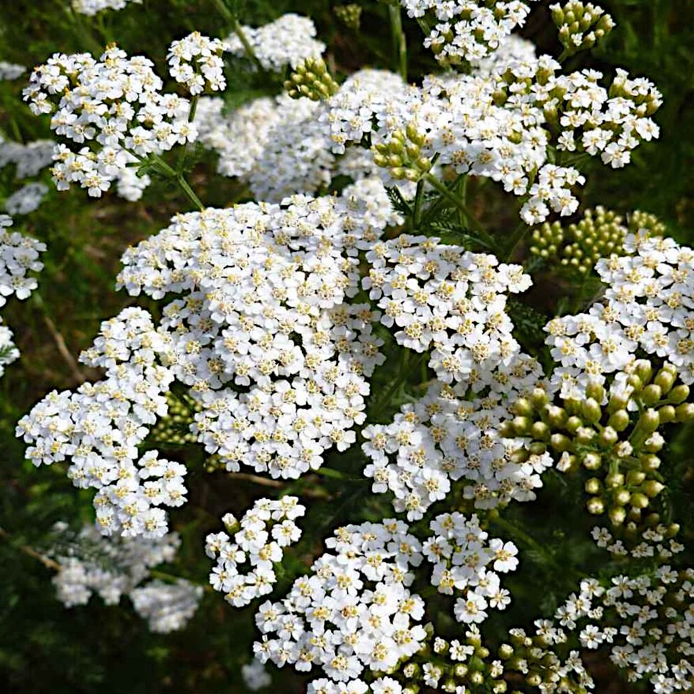 250 Native White Yarrow Milfoil Organic Achillea Seeds