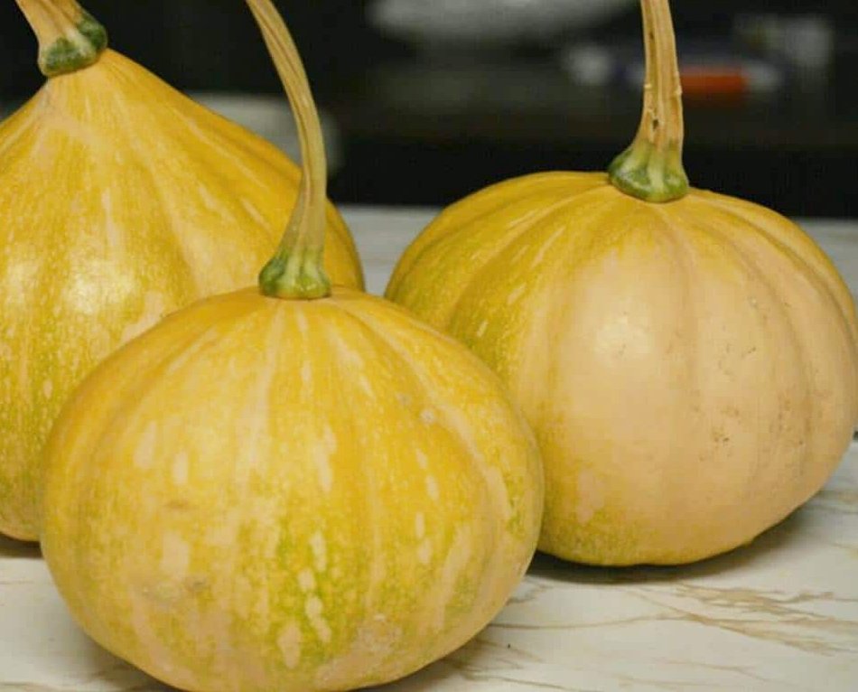 10 Florida Seminole Native Heirloom Pumpkin Squash Seeds