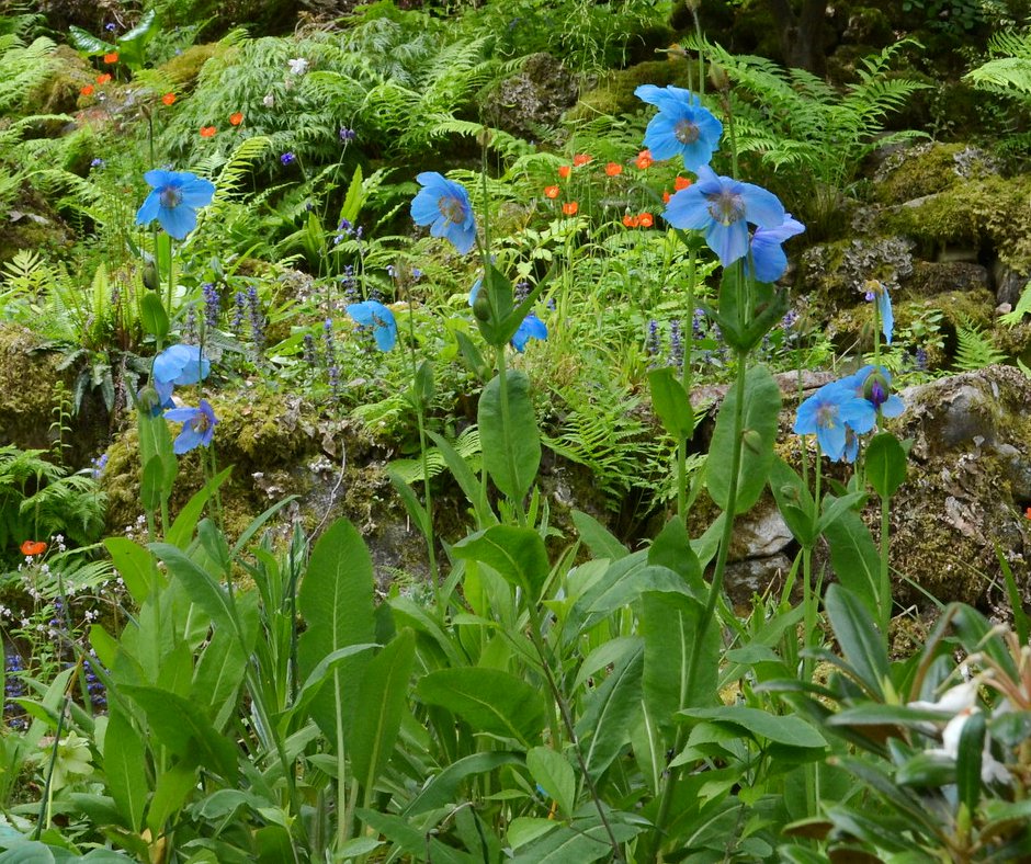 25 Blue Poppy Meconopsis Lingholm Seeds