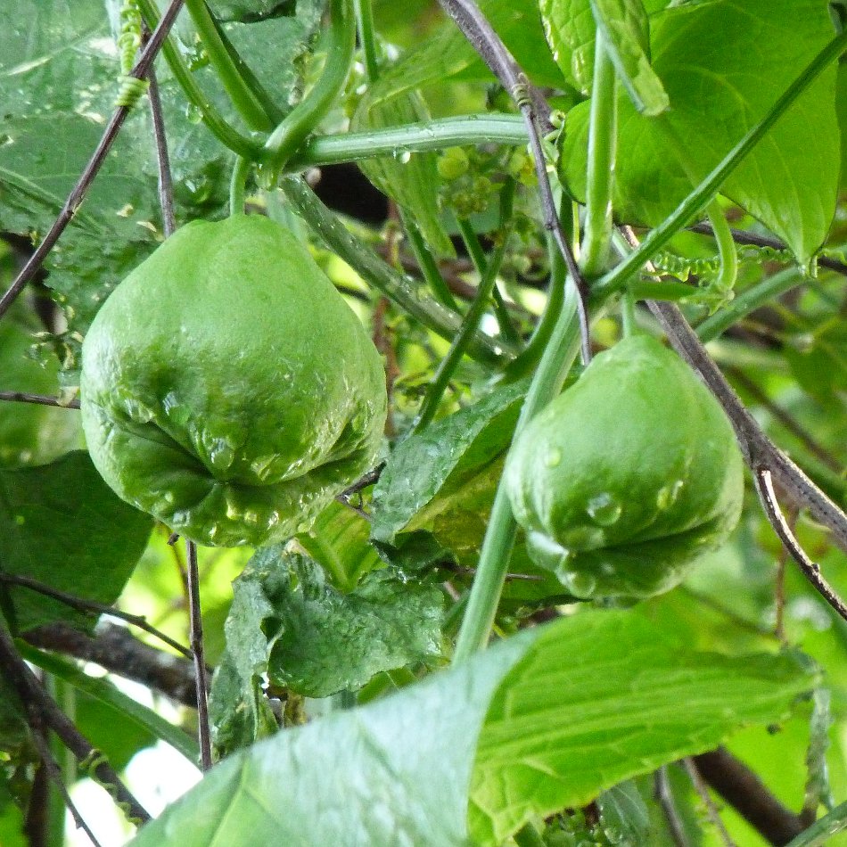 Live Plant Mirliton Chayote Vegetable Pear Squash Sechium edule