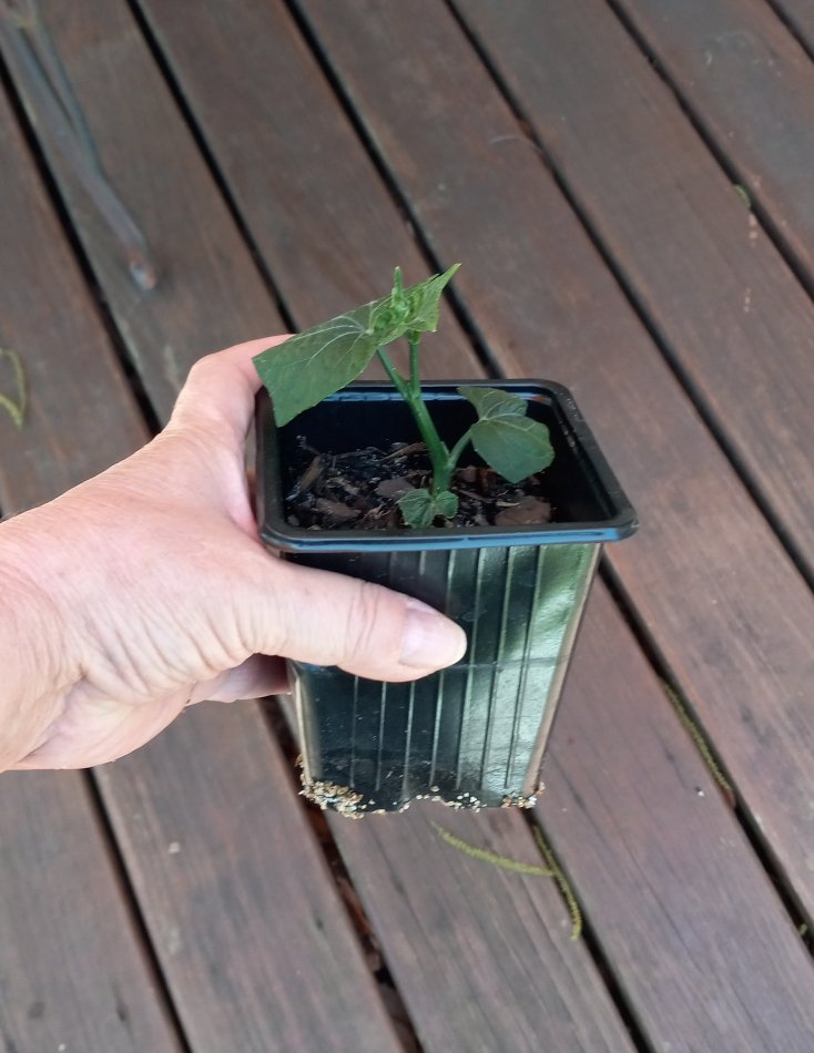 Live Plant Mirliton Chayote Vegetable Pear Squash Sechium edule