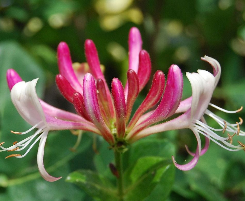 18 Native Pink Honeysuckle California Lonicera Seeds