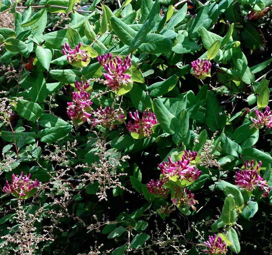 18 Native Pink Honeysuckle California Lonicera Seeds