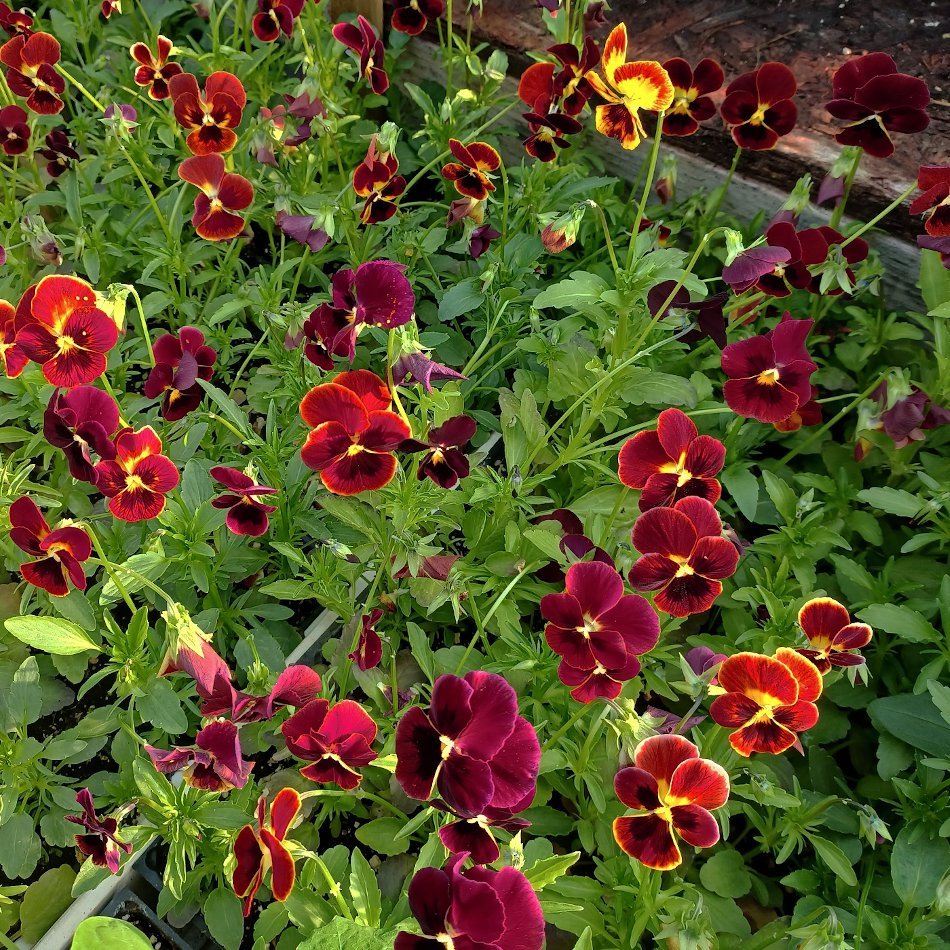40 Ruby Red Pansy Viola Seeds