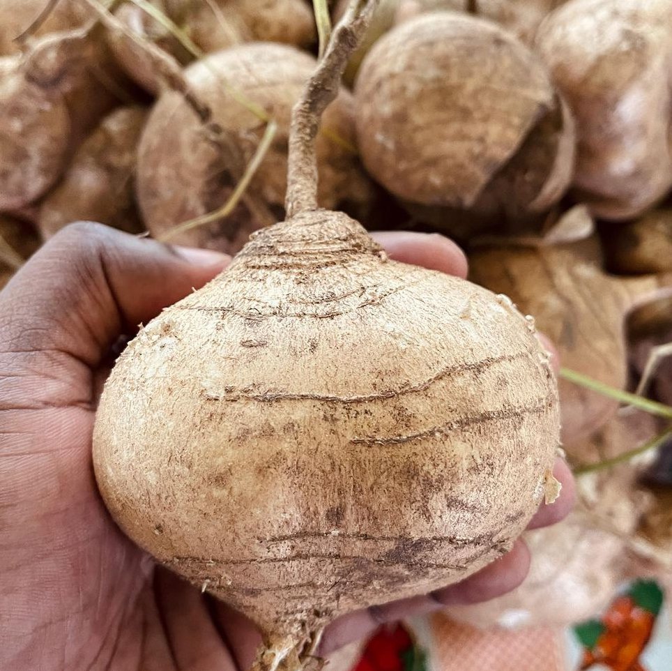 40 Jicama Mexican Potato Yam Bean Pachyrhizus Seeds