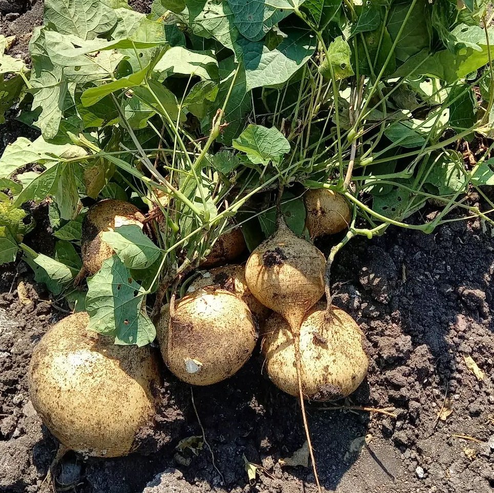 40 Jicama Mexican Potato Yam Bean Pachyrhizus Seeds