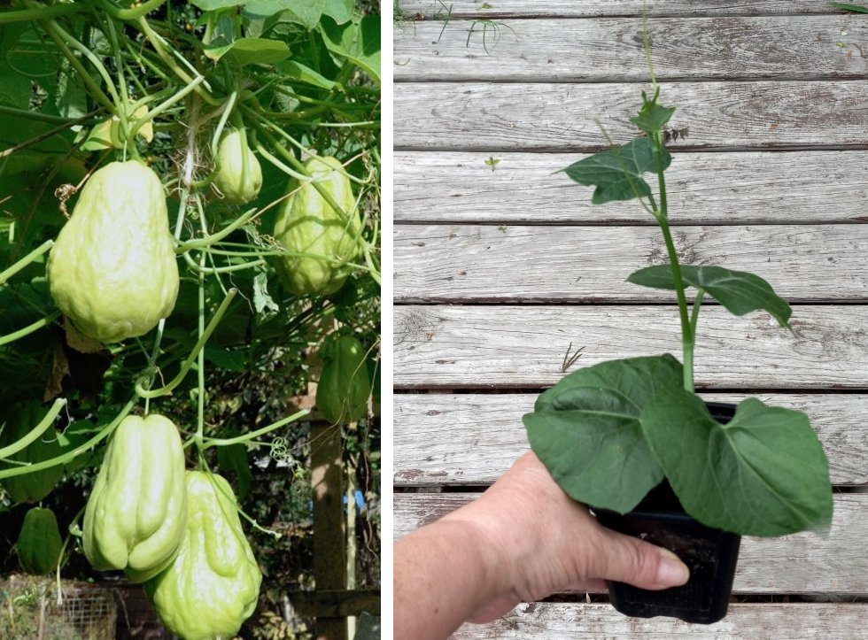 Live Plant Mirliton Chayote Vegetable Pear Squash Sechium edule