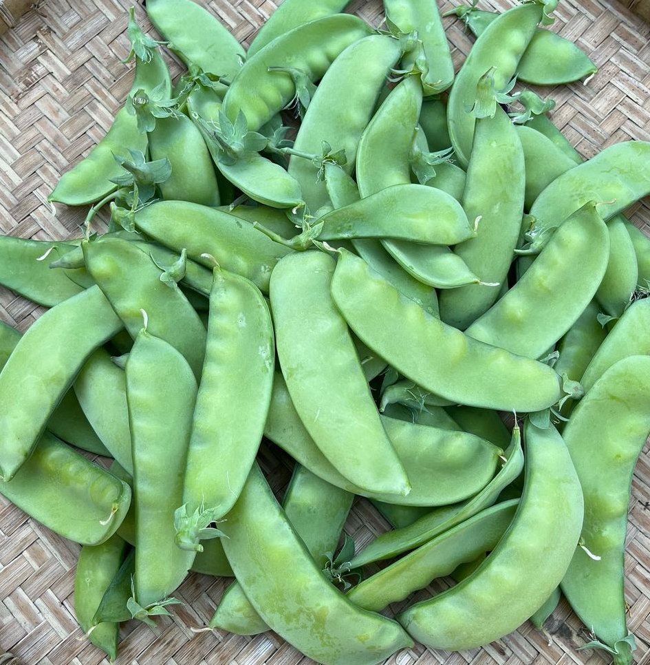 20 Organic Oregon Sugar Pod Snow Pea Seeds