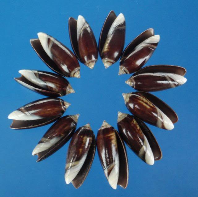 B520- Sailors Valentine Craft shells -Black oliva shells, 1 oz,