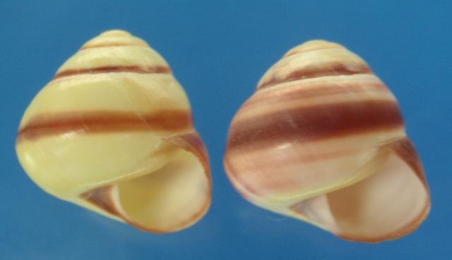 90049 Landsnail- Helicostyla annulata, 18 - 18.1 mm