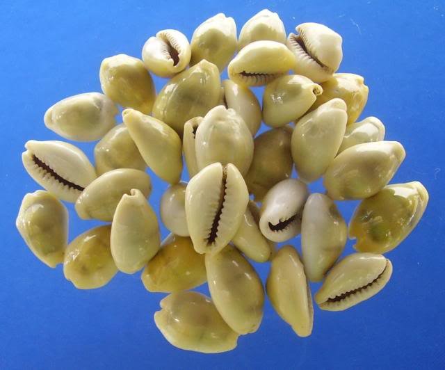 B680 Craft shells - Cypraea moneta, 1 oz