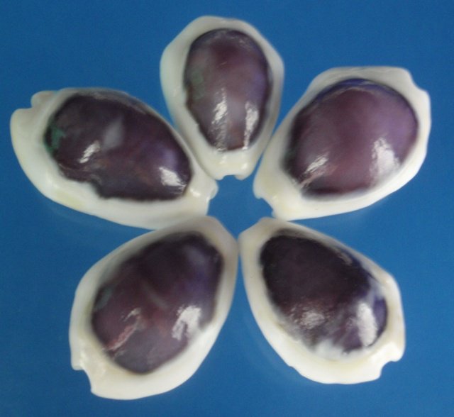 B680 Craft shells - Cypraea moneta-01, 1 oz