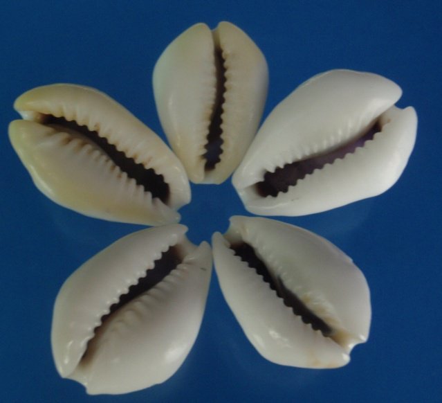 B680 Craft shells - Cypraea moneta-01, 1 oz