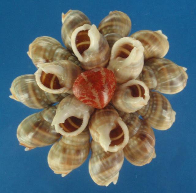 B517 Craft shells - Nassarius pullus, 1 oz