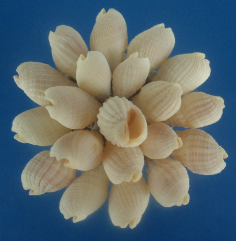 B575 Craftshells - Nassarius crematus, 1 oz.