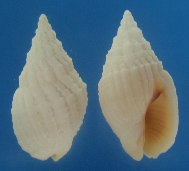 B575 Craftshells - Nassarius crematus, 1 oz.
