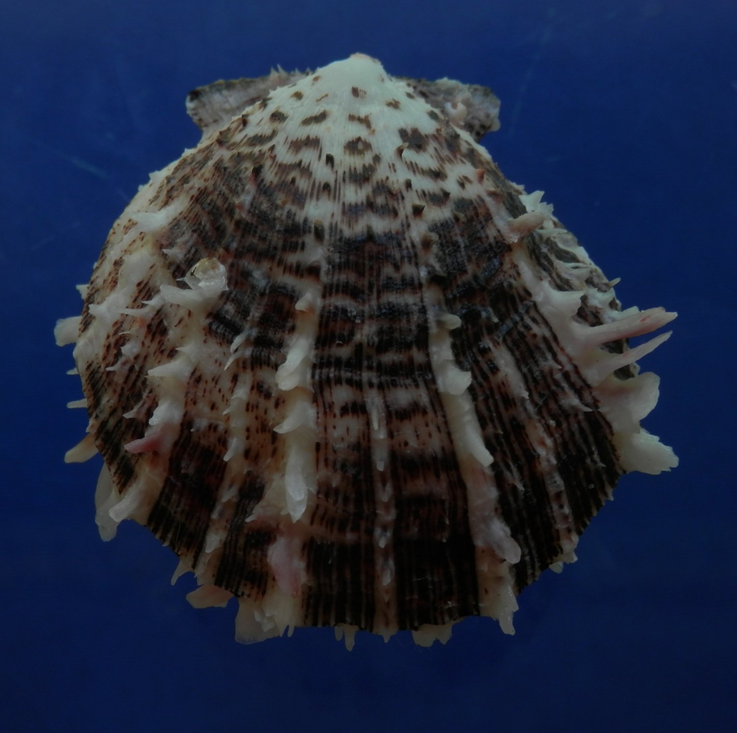88127 Seashell Spondylus sinensis, 50 mm