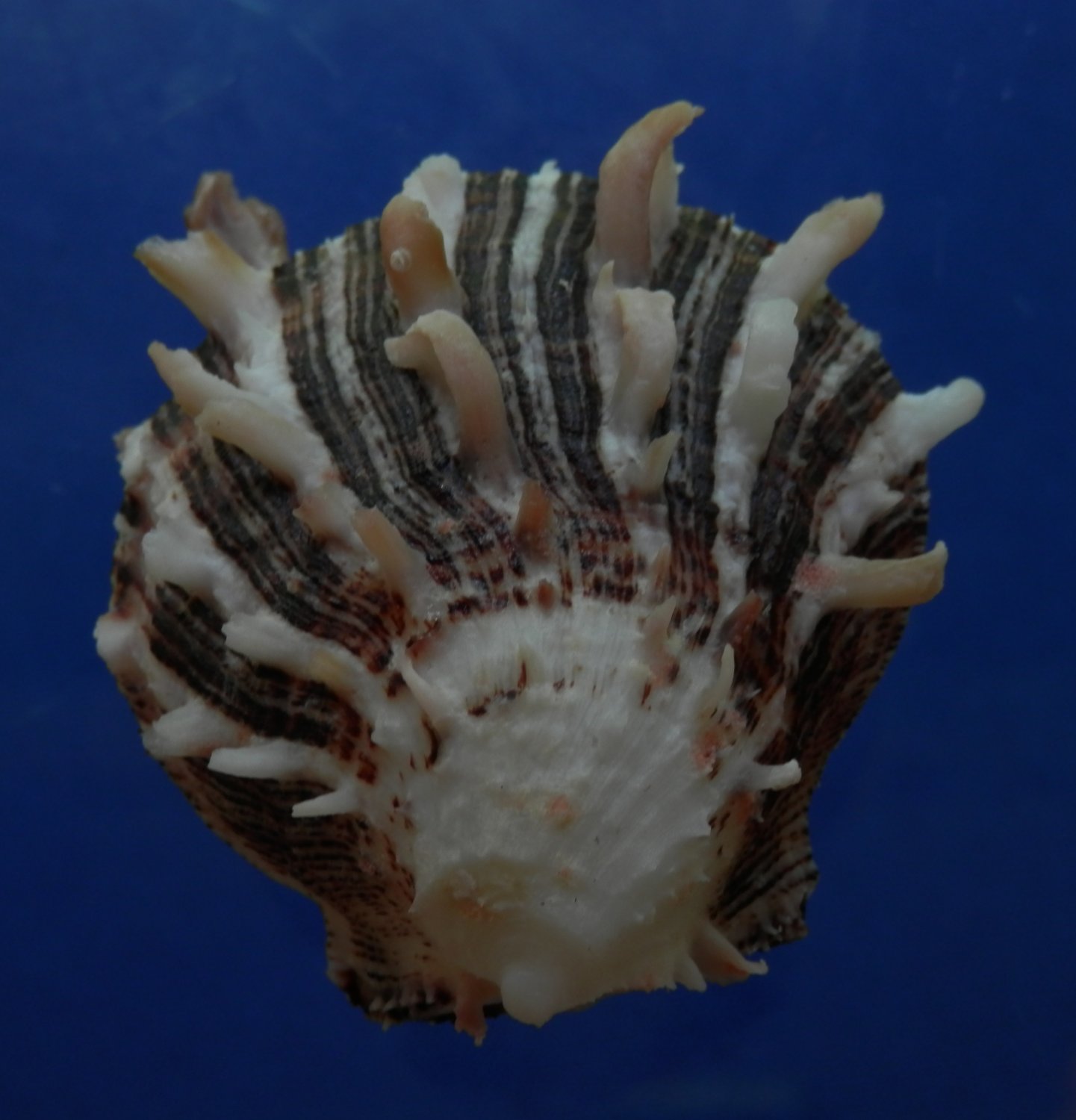 88123 Seashell Spondylus sinensis, 50 mm