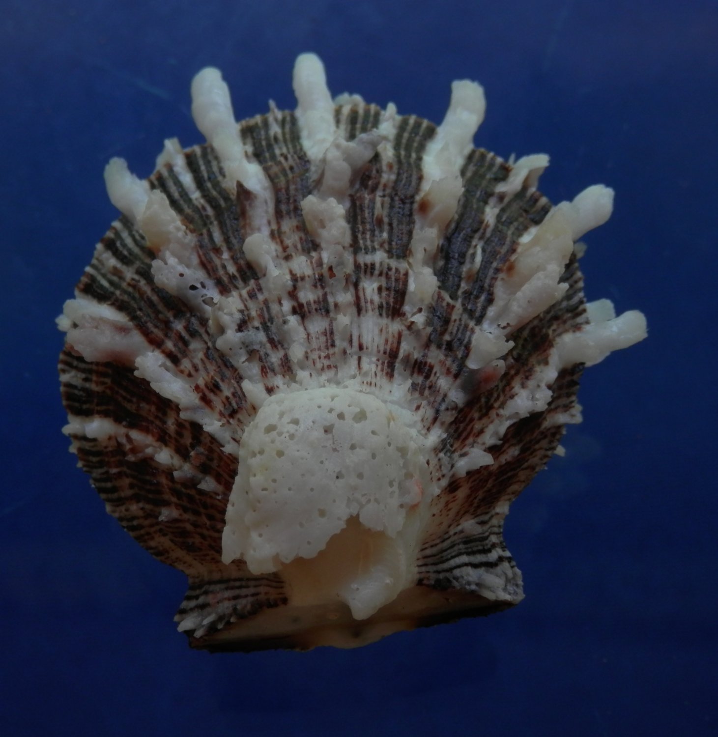 88115 Seashell Spondylus sinensis, 54 mm