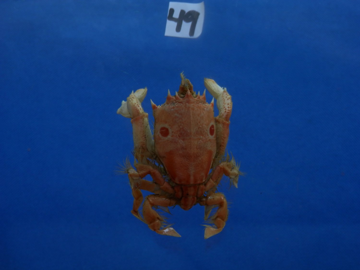 79270 Spanner crab - Notopus dorsipes