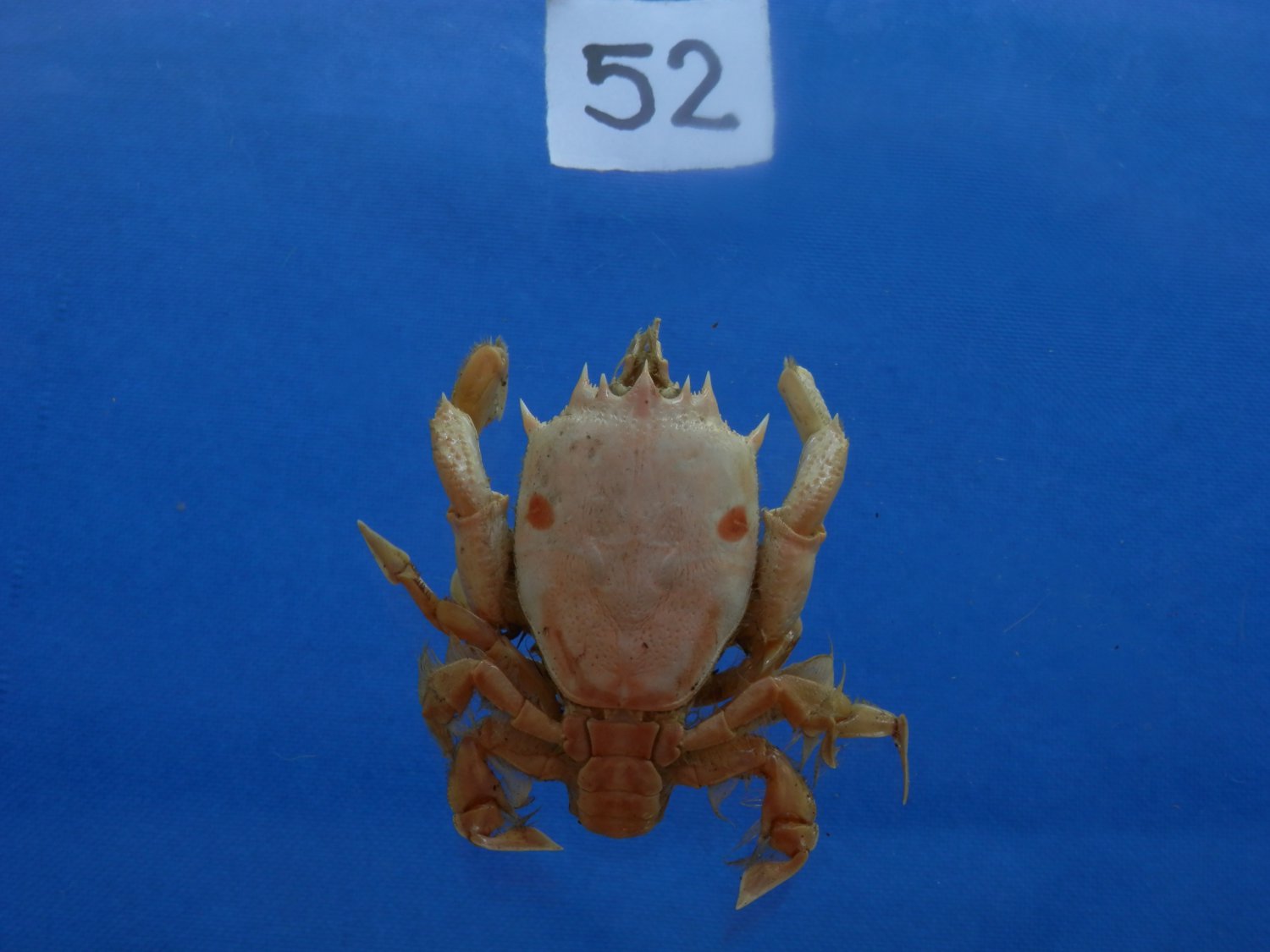 79273 Spanner crab - Notopus dorsipes