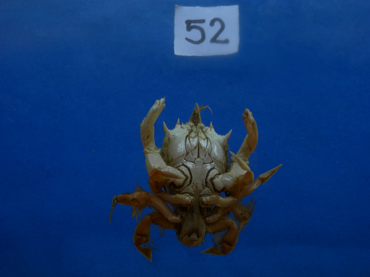 79273 Spanner crab - Notopus dorsipes