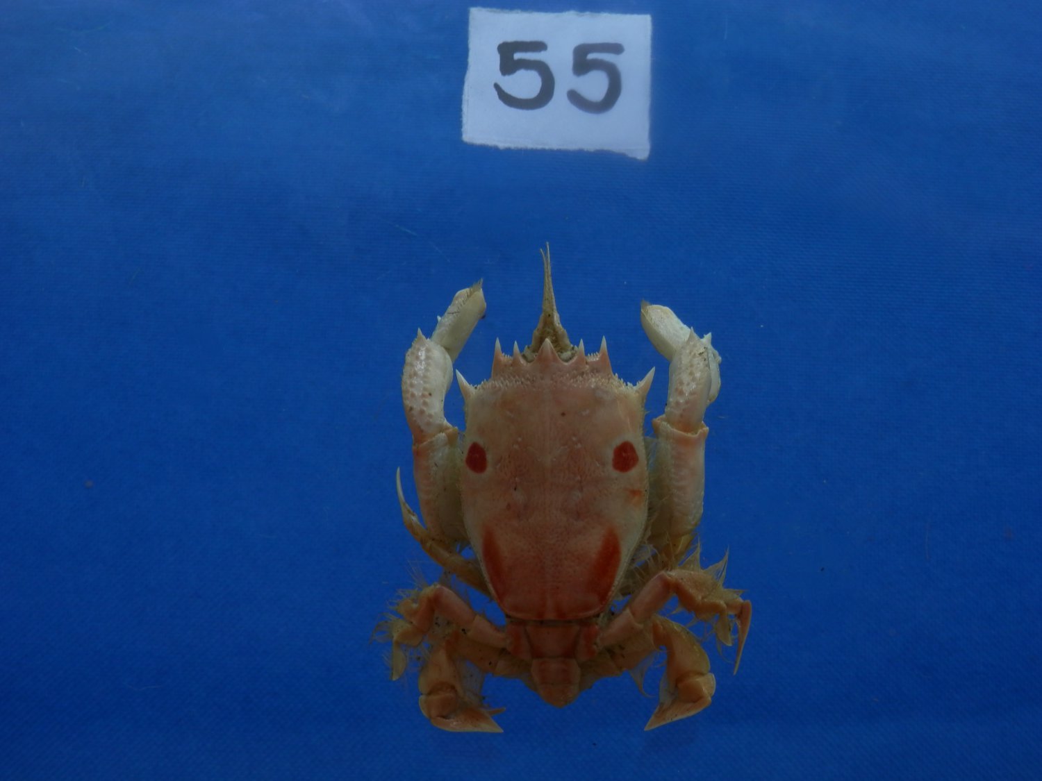 79272 Spanner crab - Notopus dorsipes