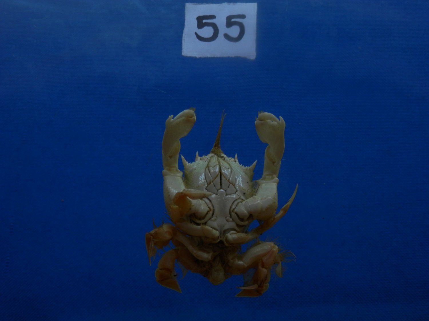 79272 Spanner crab - Notopus dorsipes