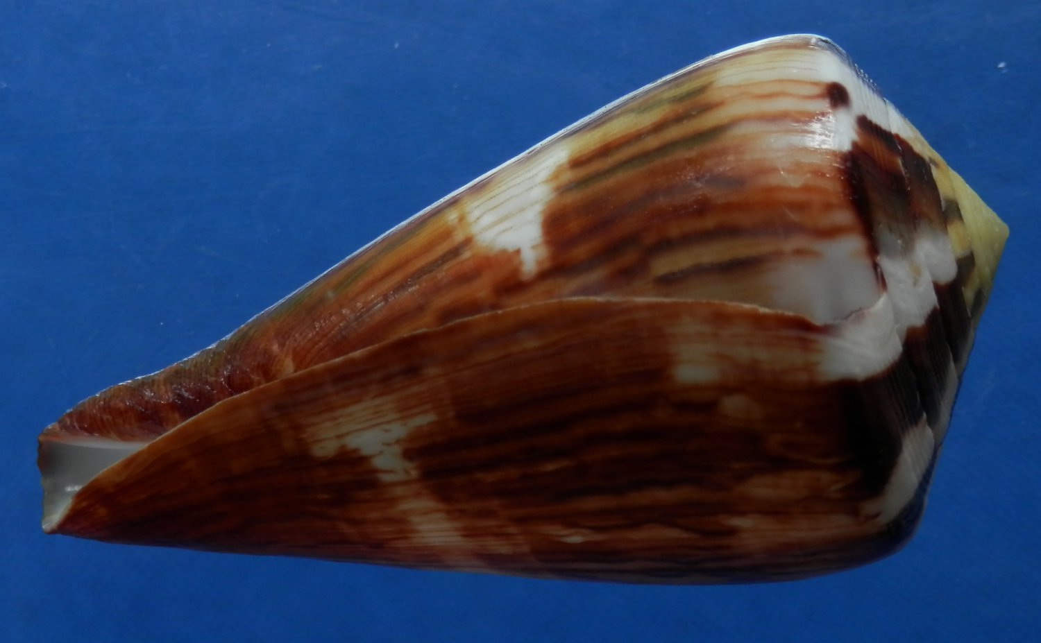 90220 Seashell Conus vexillum, 64 mm