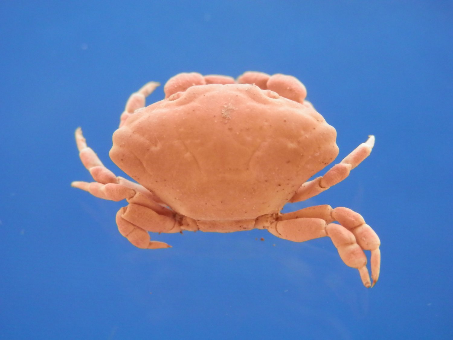 79289 Round crab - Liomera aff. tristis, 13.8 mm