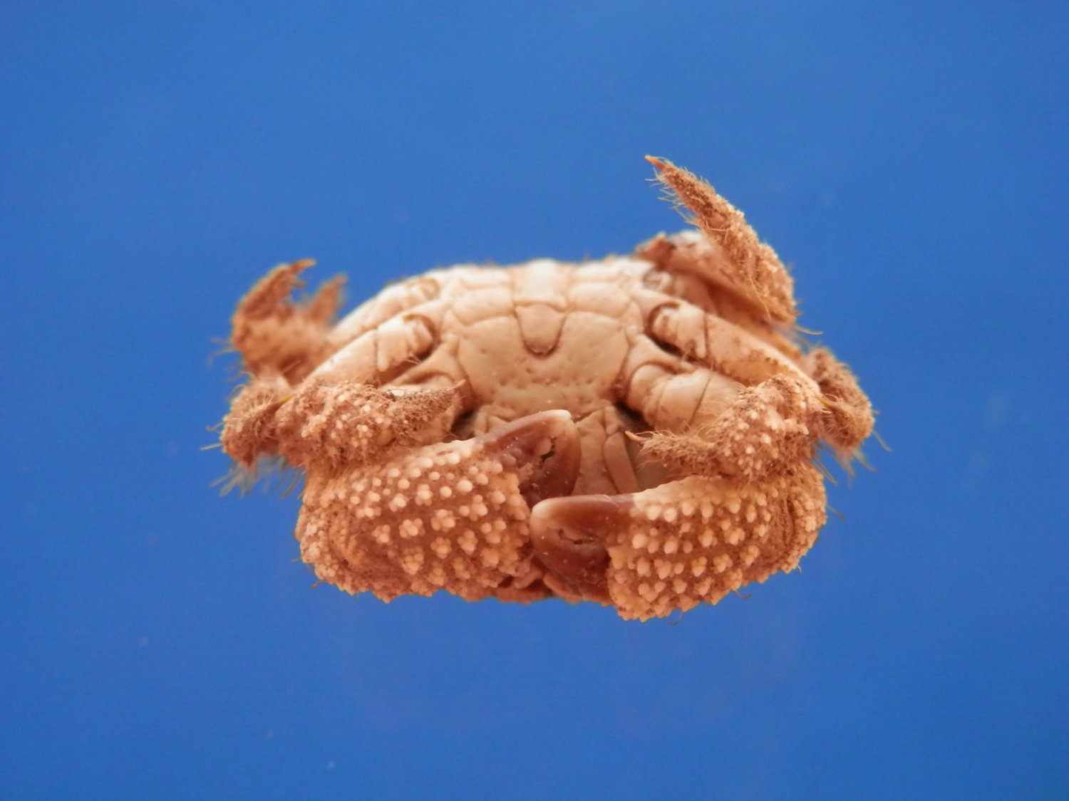 79288 Round crab - Pseudoliomera speciosa, 13 mm